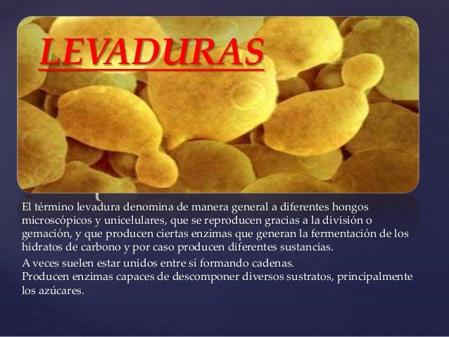 Levaduras.