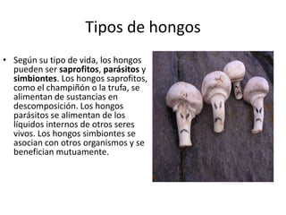 Levaduras y hongos | PPT
