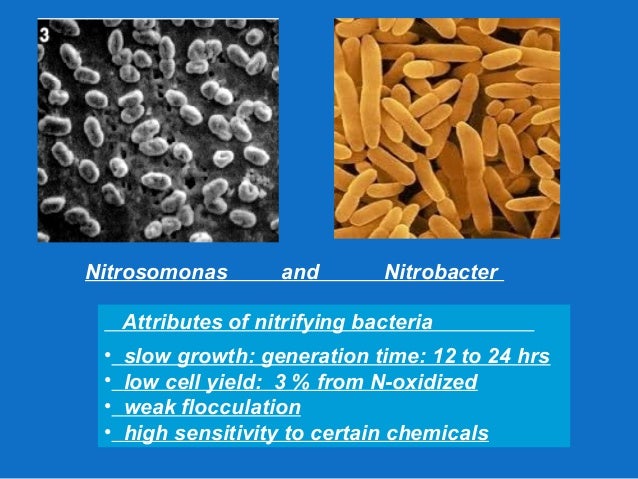 Nitrosomonas And Nitrobacter