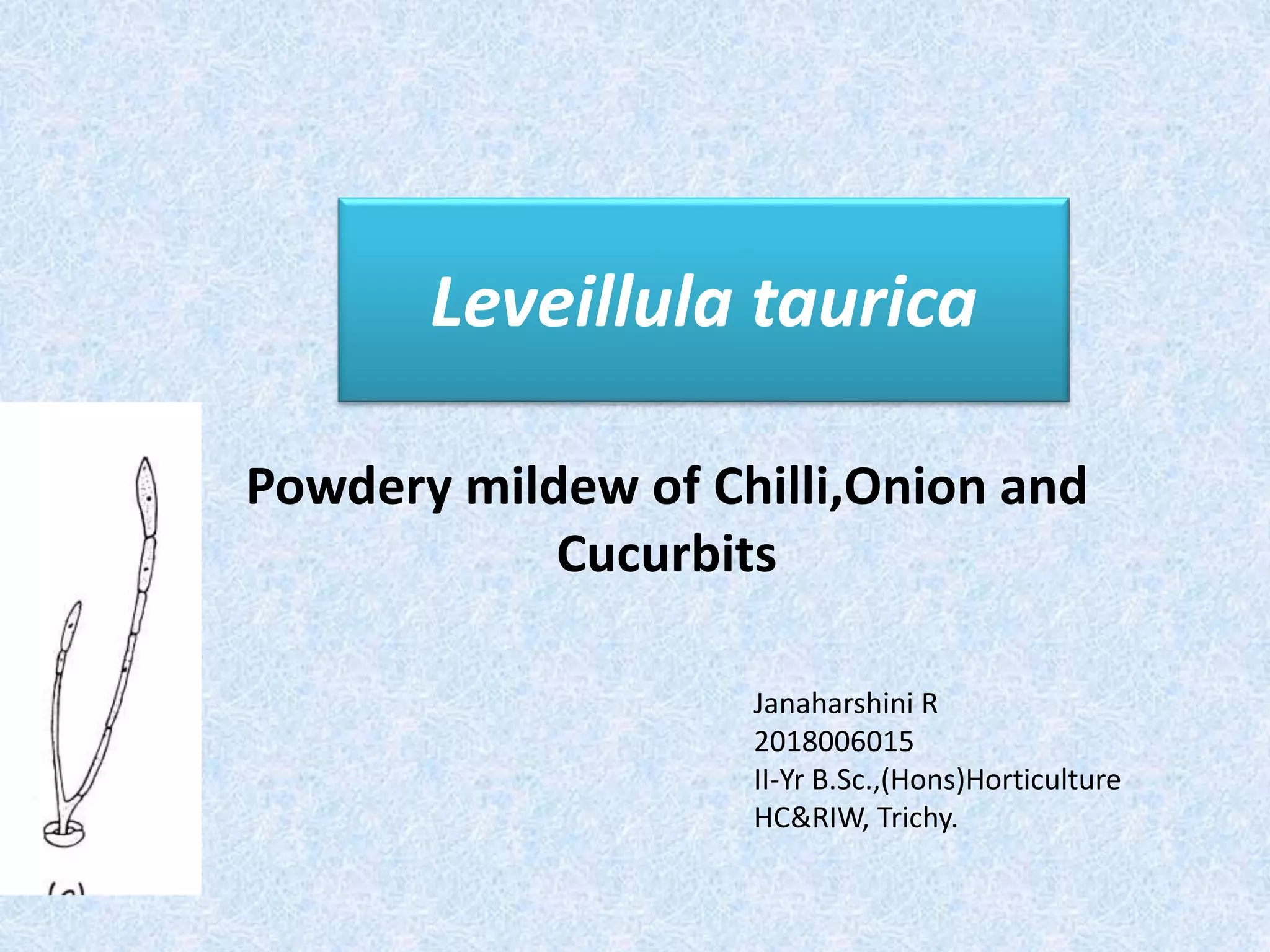 Leveillula taurica | PPTX