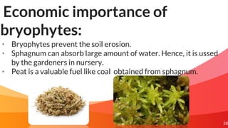 kingdom of plantae,plant kingdom,pteridophyte | PPTX