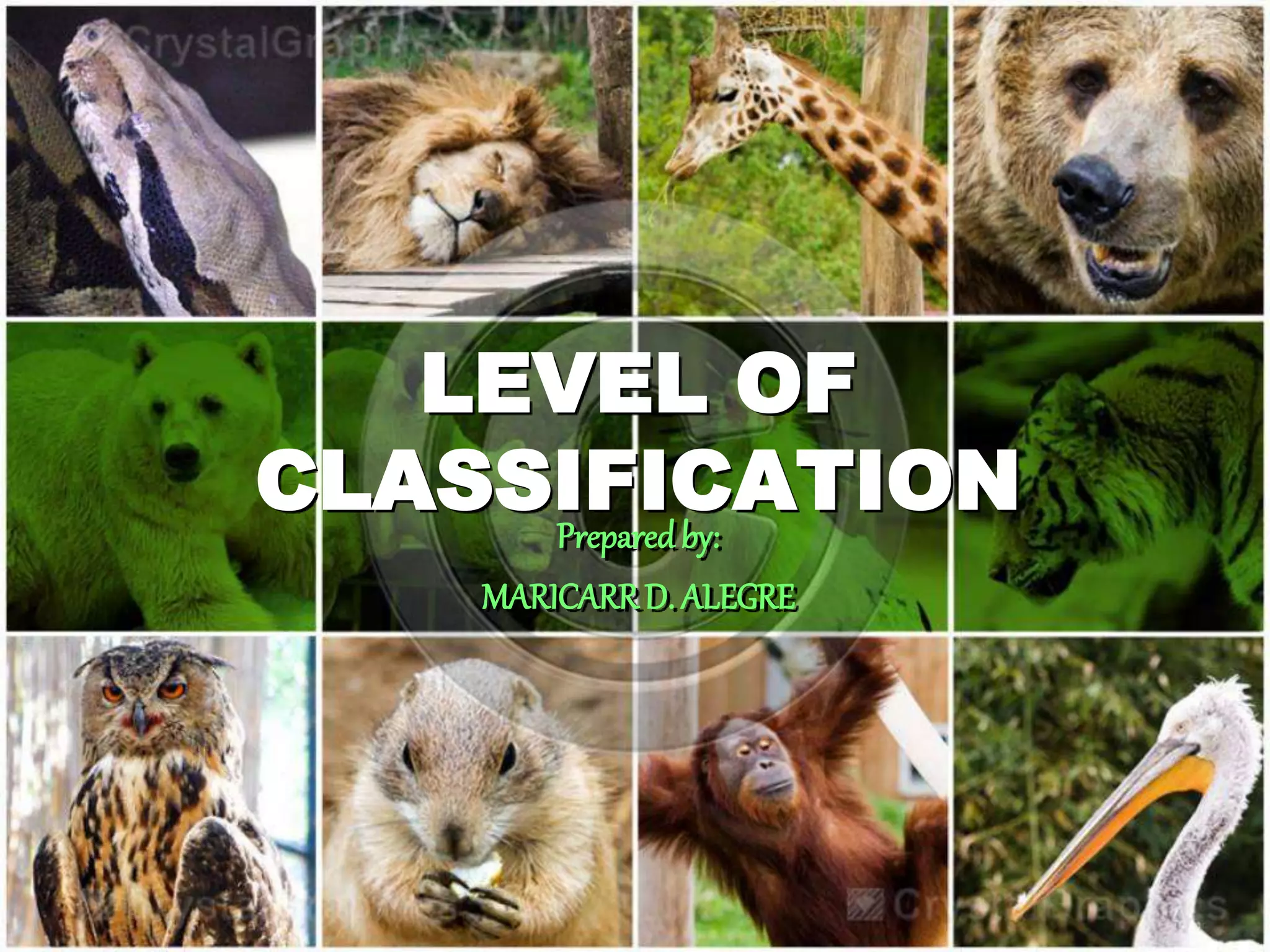 Level of classification | PPTX | Biological Sciences | Science