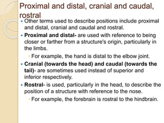 Control of breathing | PPT