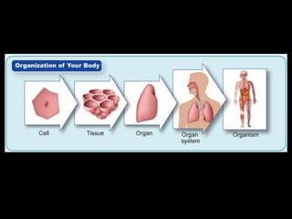 level of organization (science biology) .ppt