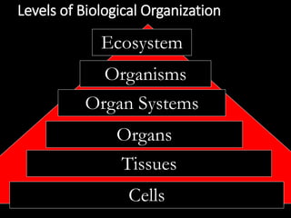 level of organization (science biology) .ppt