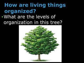 level of organization (science biology) .ppt