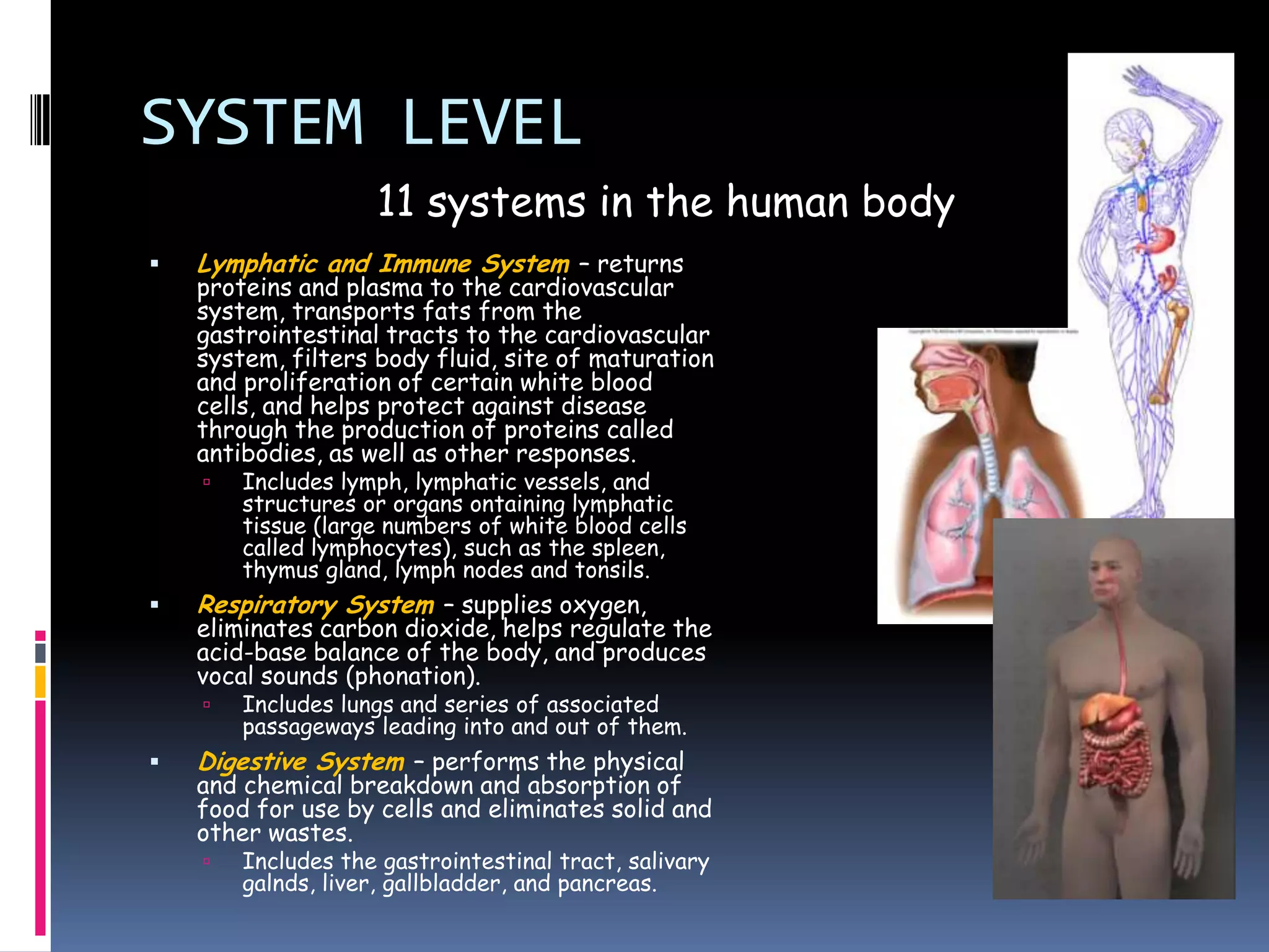 Level of structural organization | PPTX