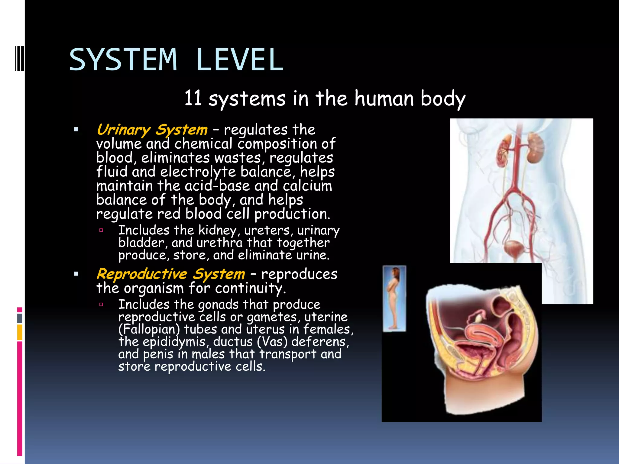 Level of structural organization | PPTX