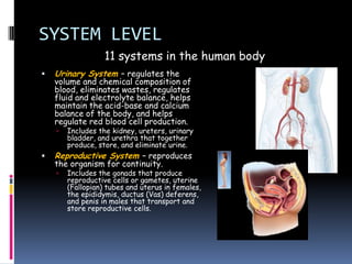 Level of structural organization | PPTX