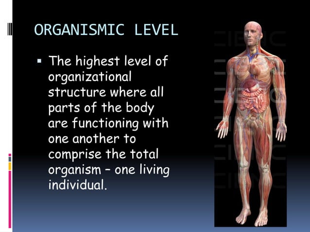 Level of structural organization | PPT