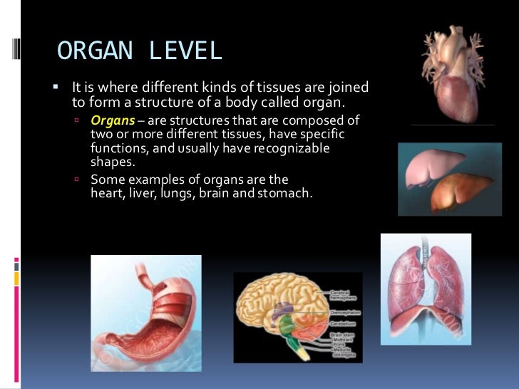 Level of structural organization