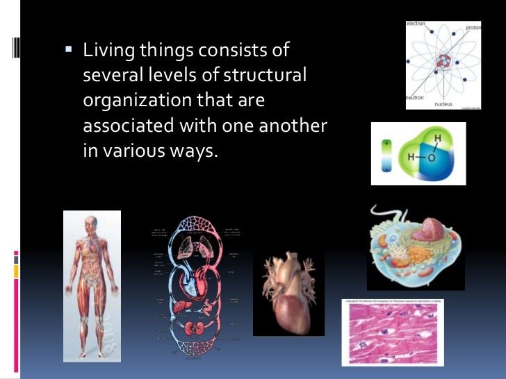 Level of structural organization