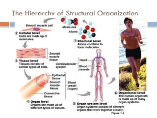 Comprehensive Overview of Human Body's Structural Organization Levels ...