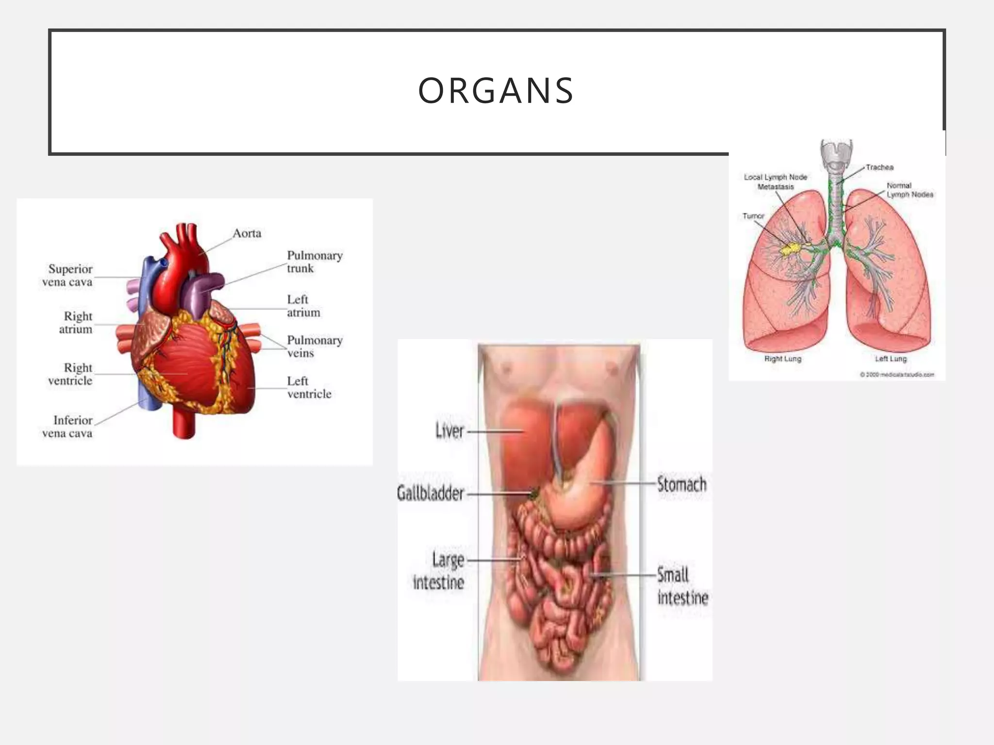Levels Of Organization | PPT