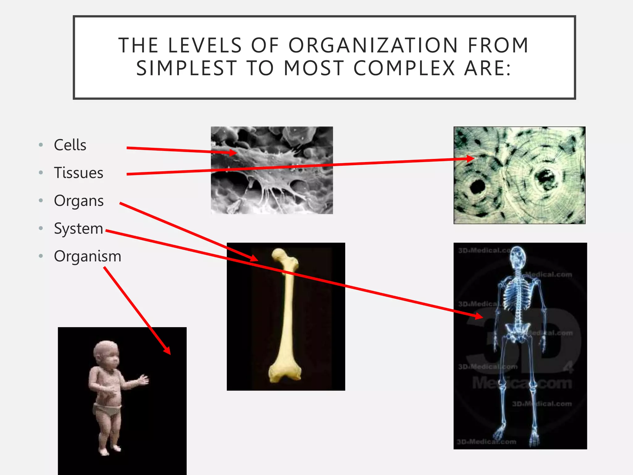 Levels Of Organization | PPT