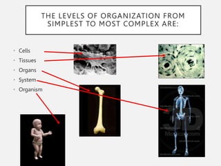 Levels Of Organization | PPT | Free Download