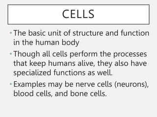 Levels Of Organization | PPT