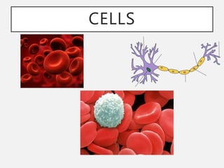Levels Of Organization | PPT