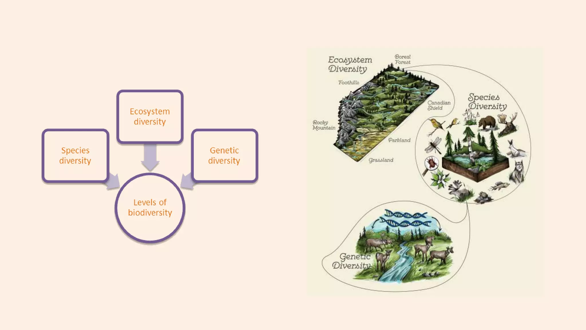 Levels of biodiversity (Plant Biodiversity) | PPTX