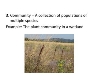 Levels of biological organization | PPT