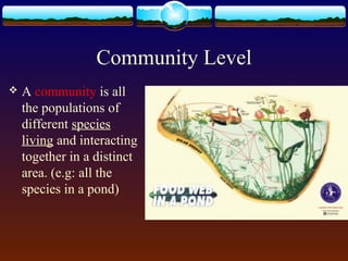 Levels of biological organization | PPT