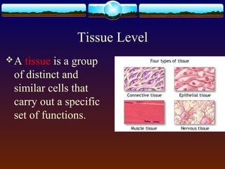 Levels of biological organization | PPT