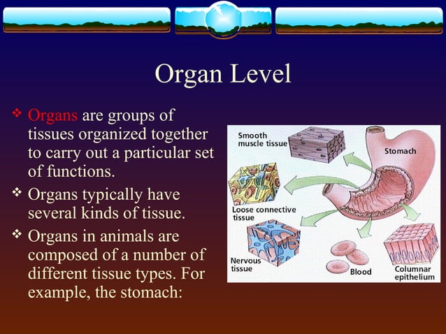 Levels of biological organization | PPT | Biological Sciences | Science