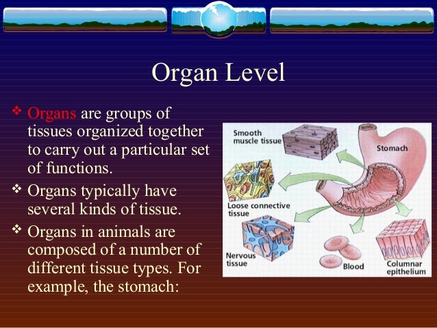 Levels of biological organization