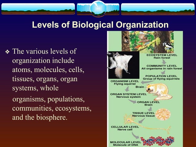 levelsofbiologicalorganization-160210223046 (1).pptx