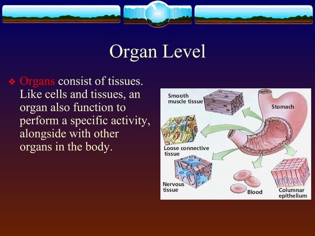 levelsofbiologicalorganization-160210223046 (1).pptx