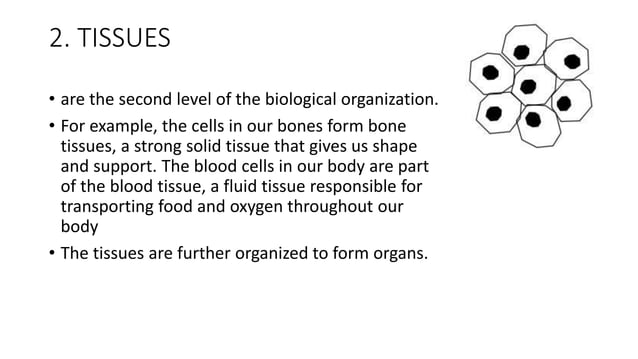 Levels of Biological Organization.pptx | Biological Sciences | Science