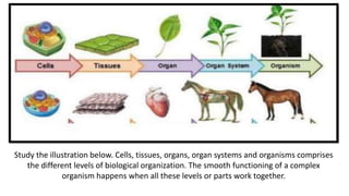 Levels of Biological Organization.pptx