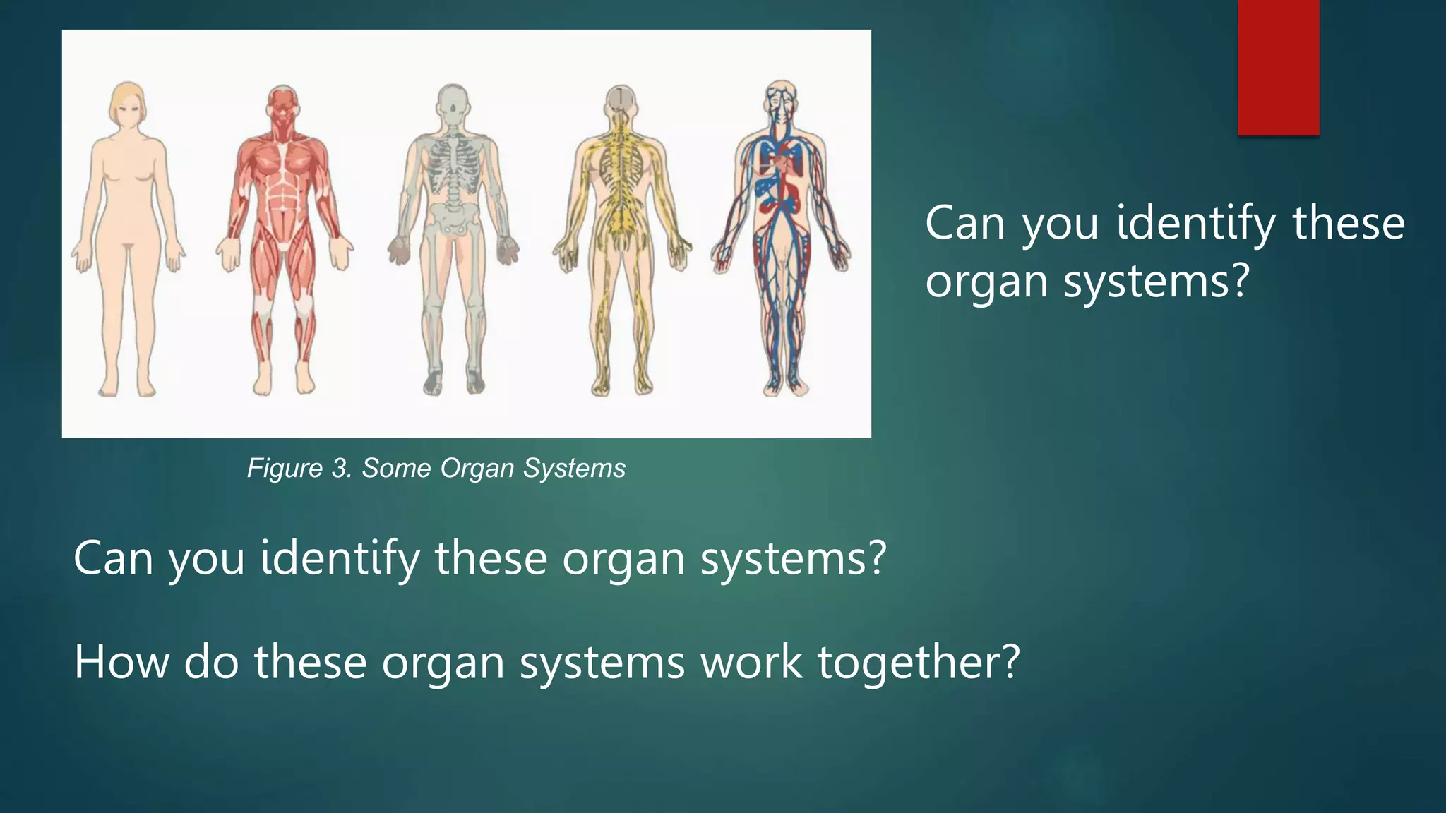 Levels of Biological Organization.pptx