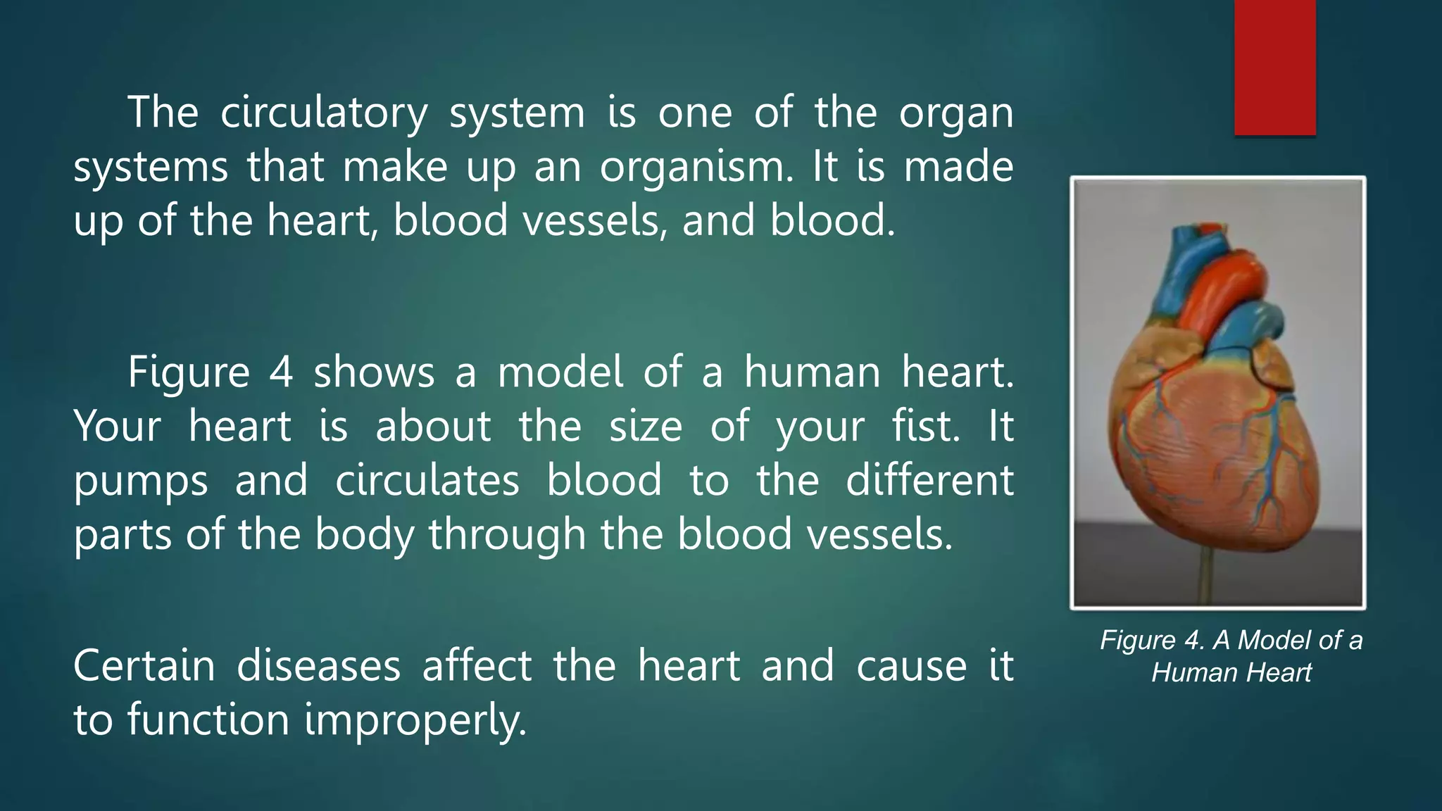 Levels of Biological Organization.pptx