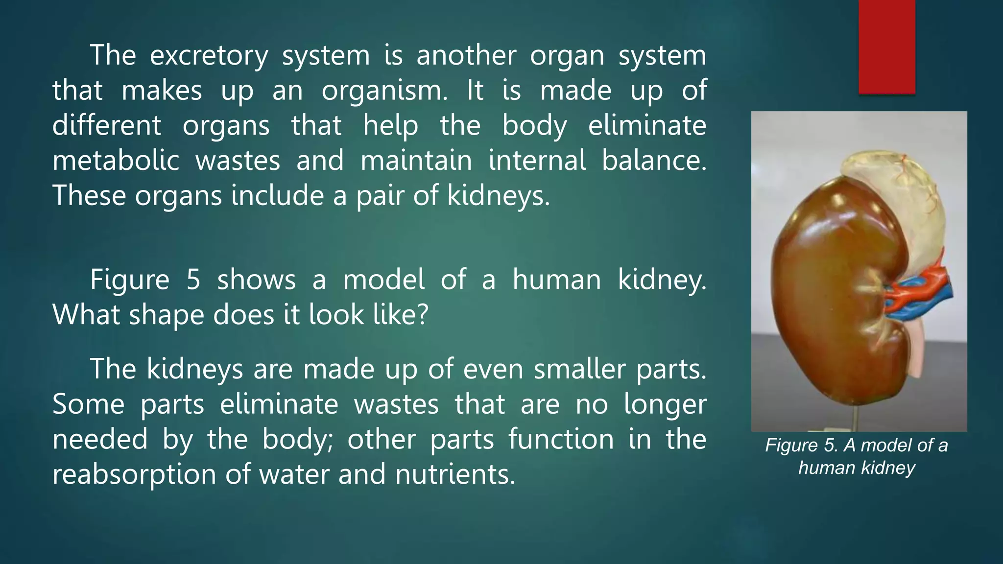 Levels of Biological Organization.pptx