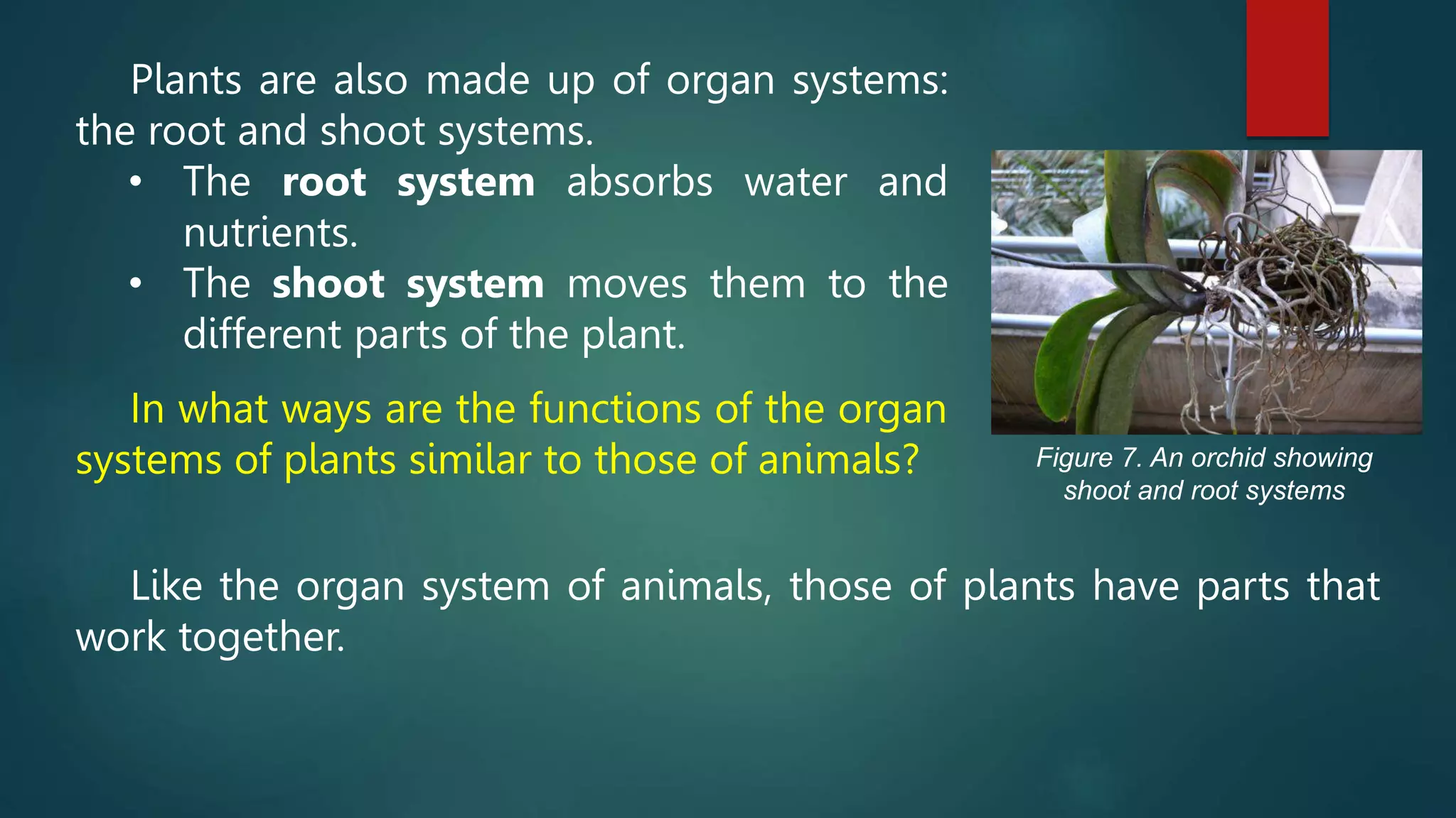 Levels of Biological Organization.pptx