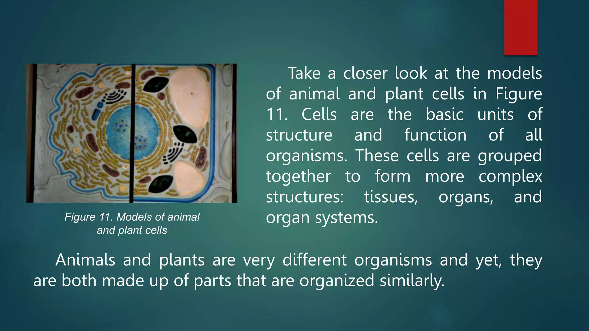Levels of Biological Organization.pptx