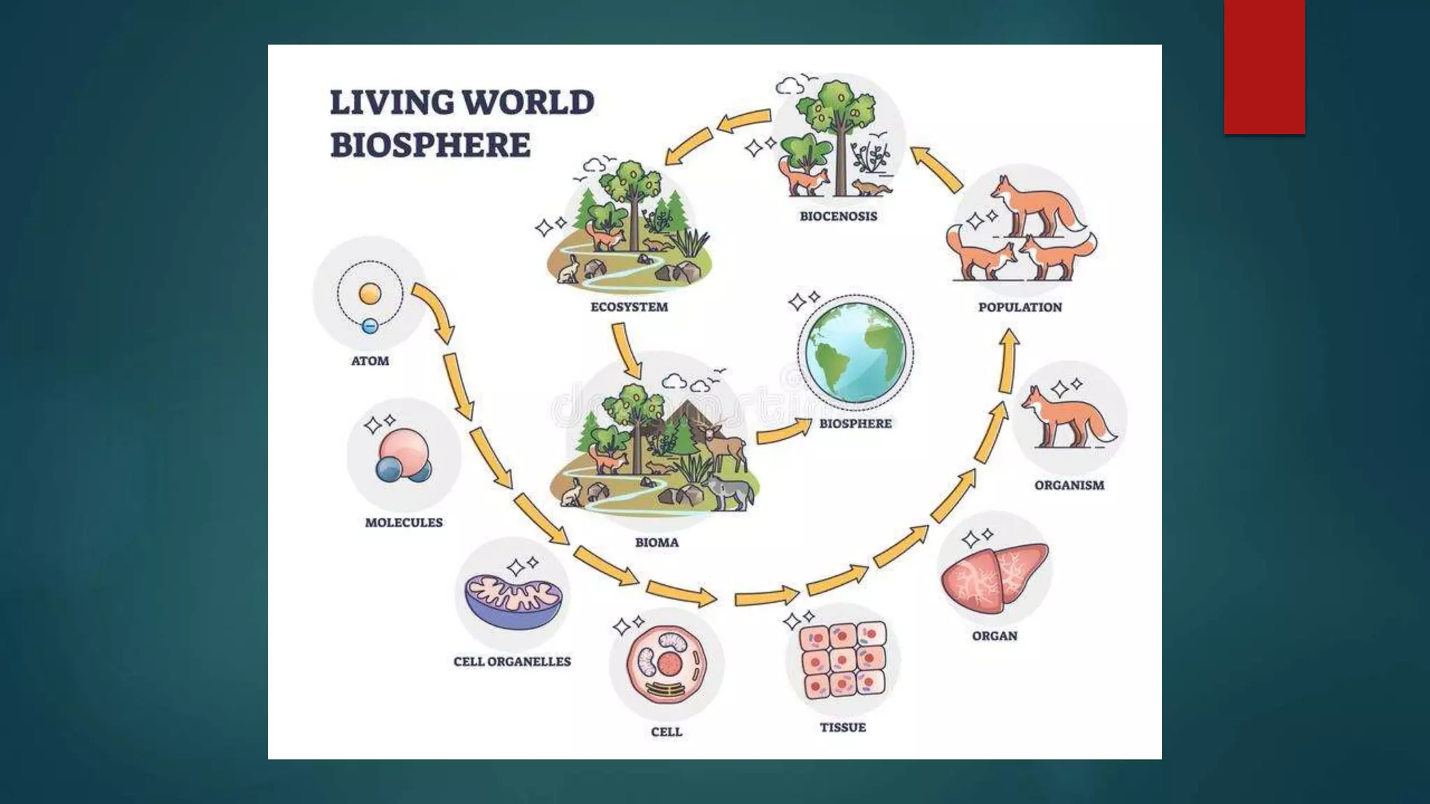 Levels of Biological Organization.pptx | Biological Sciences | Science