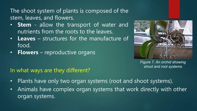 Levels of Biological Organization.pptx | Biological Sciences | Science