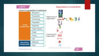 Levels of Biological Organization.pptx