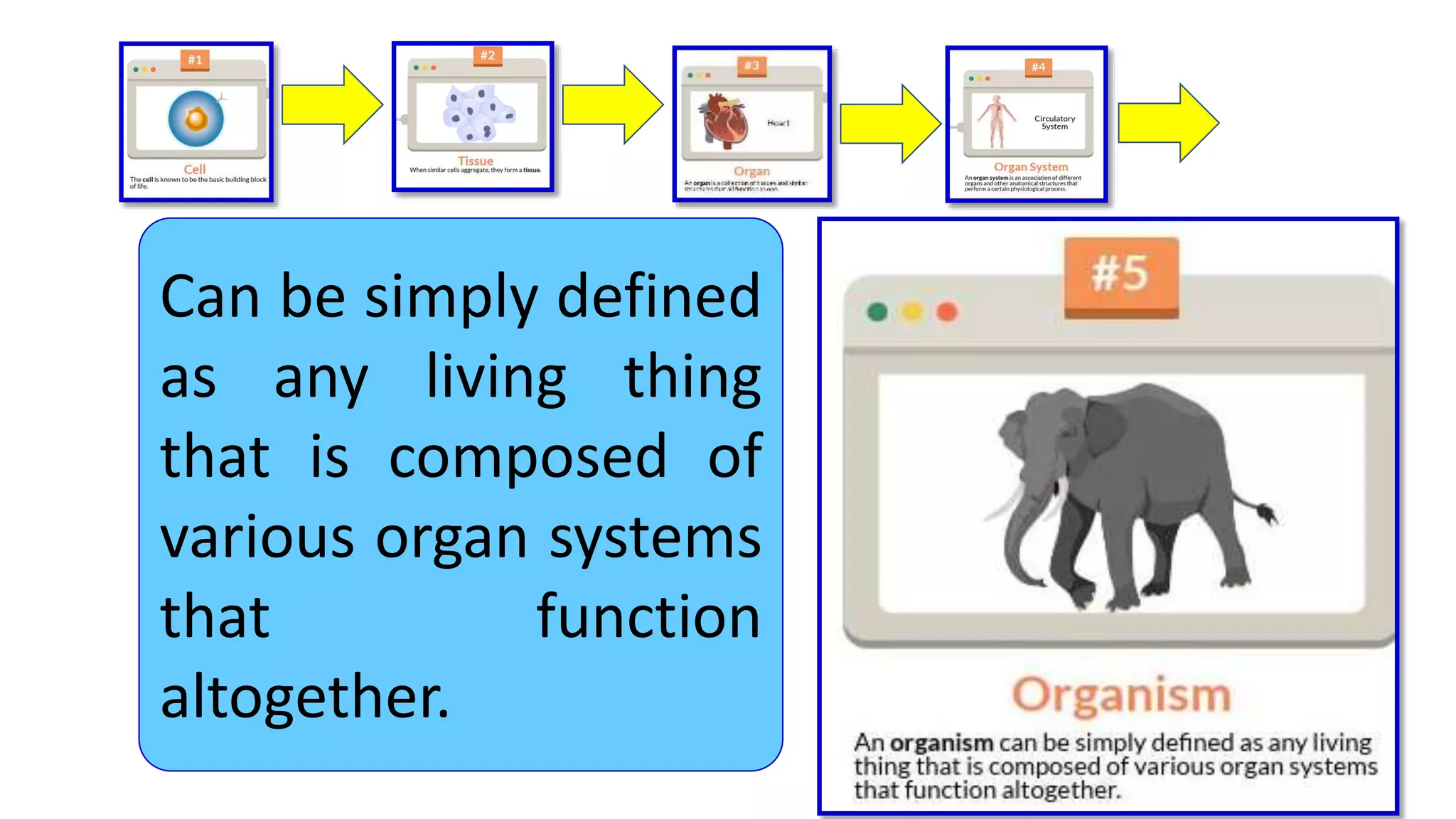 Levels of Biological Organization.pptx