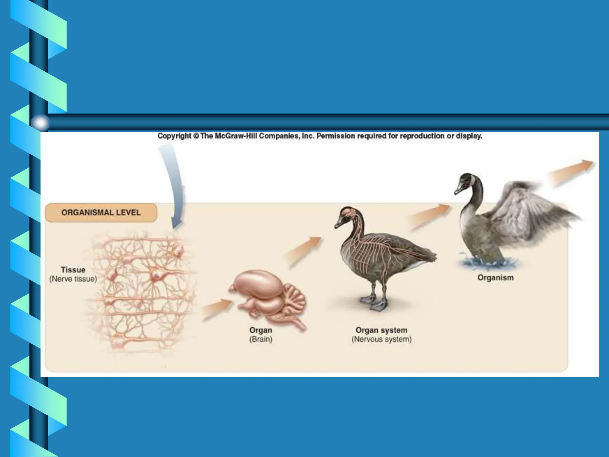 PPt on Levels of Biological Organization | PPT