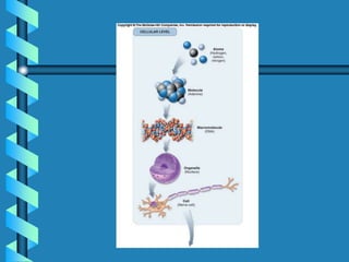PPt on Levels of Biological Organization | PPT