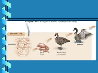 PPt on Levels of Biological Organization | PPT