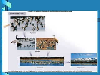 PPt on Levels of Biological Organization | PPT