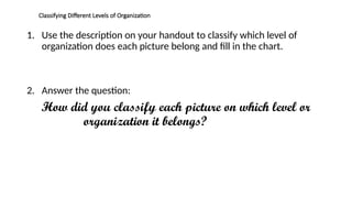 Levels of Biological Organization slides.pptx