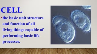 Levels of Biological Organization. Powerpoint presentation | PPT