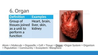 levels of biological organization (2).pptx