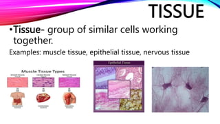 Levels of biological organization Demo.pptx