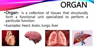 Levels of biological organization Demo.pptx